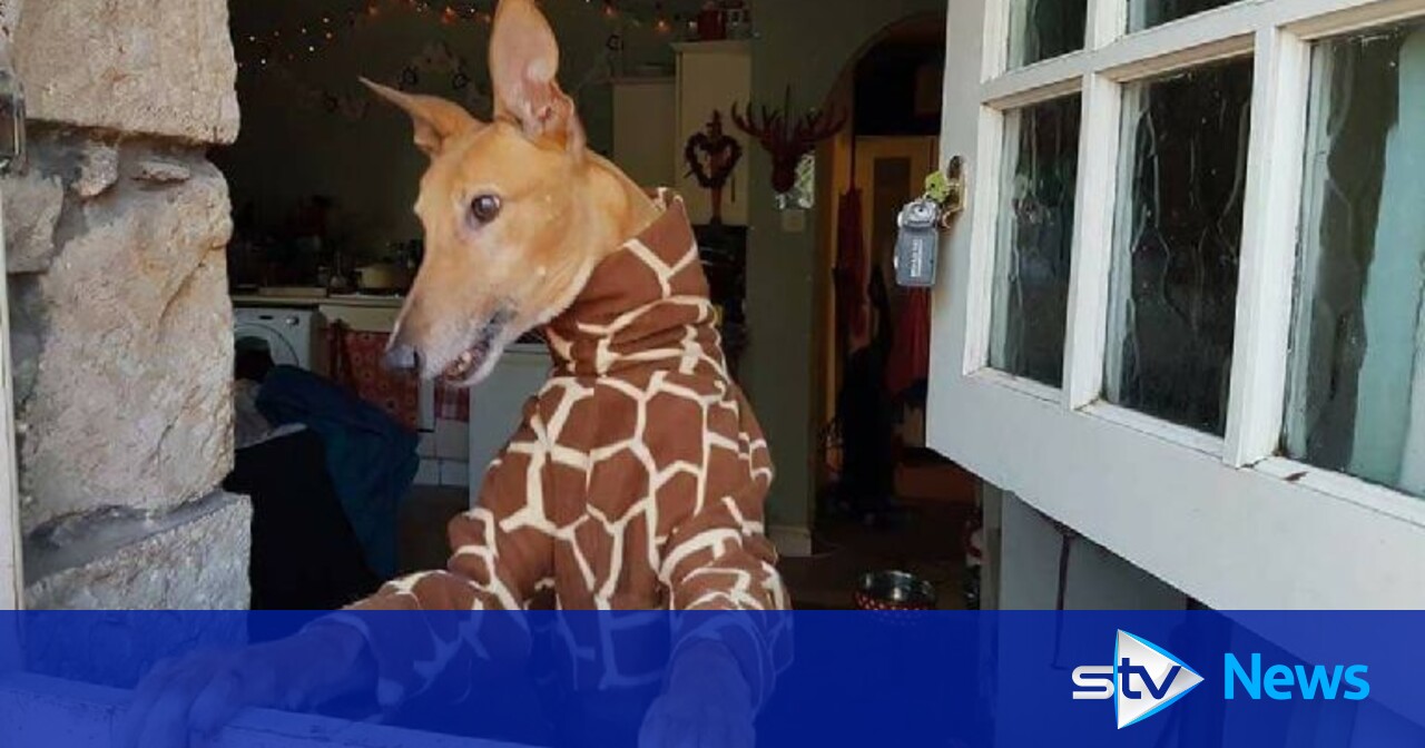Watch the devastating effects fireworks have on this dog | STV News