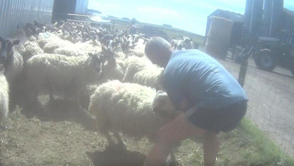 Farmer caught abusing sheep by undercover officer | STV News