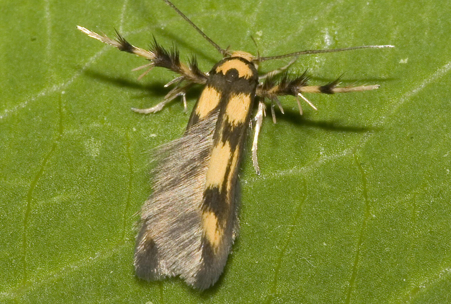 Rare tiny moth found in Scotland for the first time - STV News