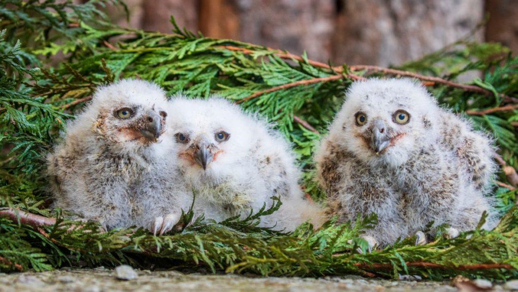 Trio of baby owls named after storms which battered UK | STV News