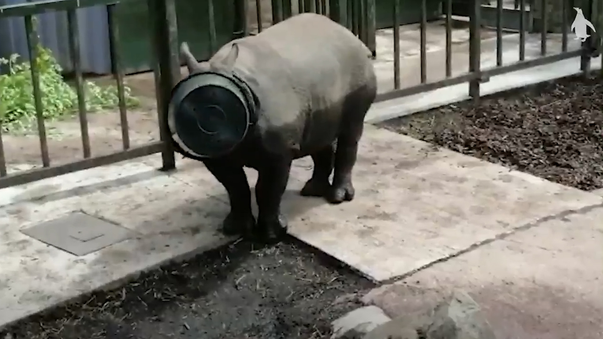 Clumsy rhino gets his head stuck in a bucket | Edinburgh & East | STV News