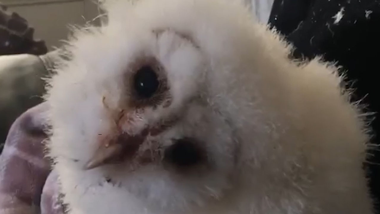Inquisitive owl Fluff unexpectedly born during pandemic | Scotland ...