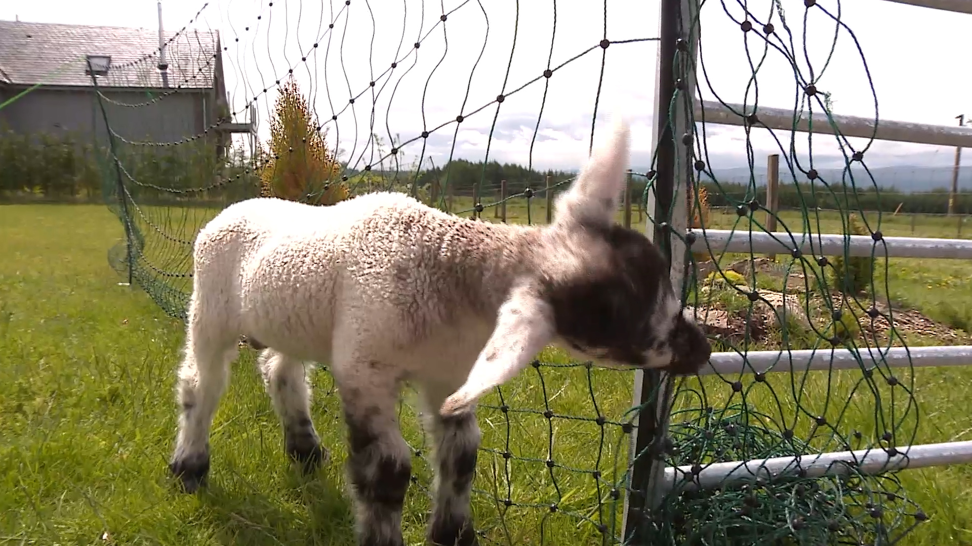 Lamb becomes Facebook famous after being saved by NHS worker | Scotland ...
