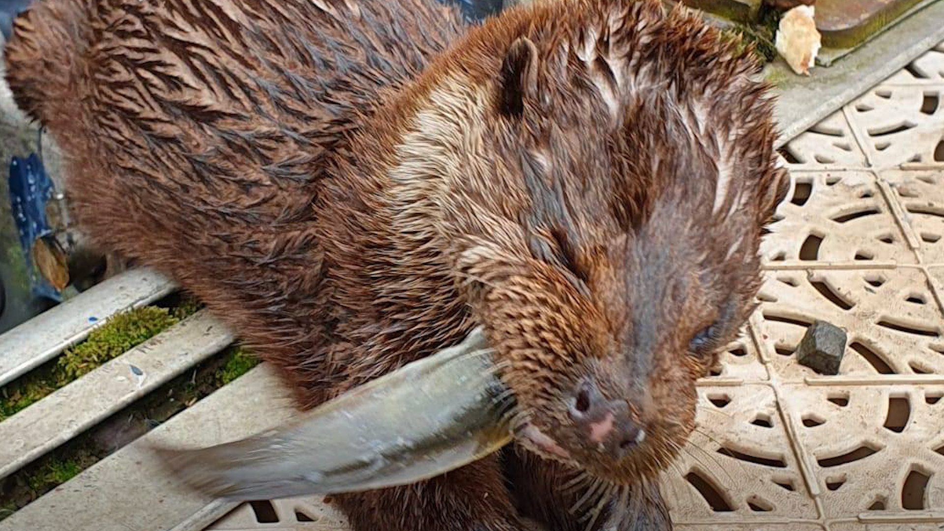Friendly otter enjoys fresh catch for lunch at docks | Scotland | STV News