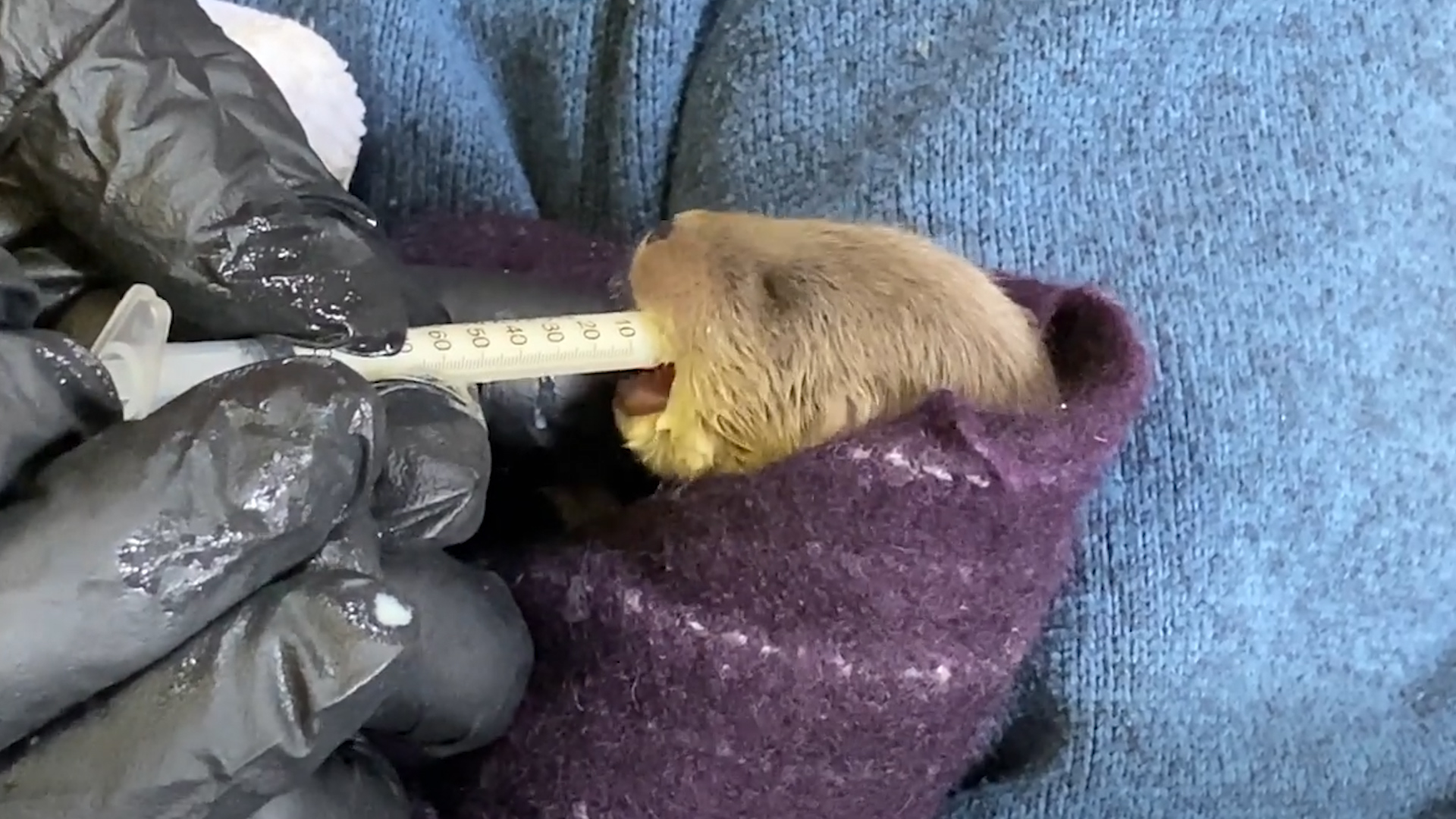 Orphaned newborn otter enjoys first feed after rescue | Highlands ...