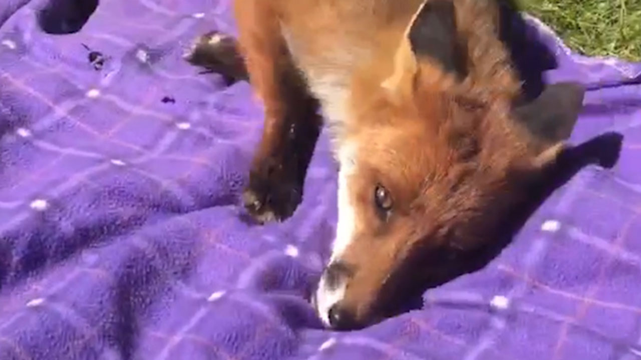 Fox joins new mum and baby for picnic outside hospital | Scotland | STV ...