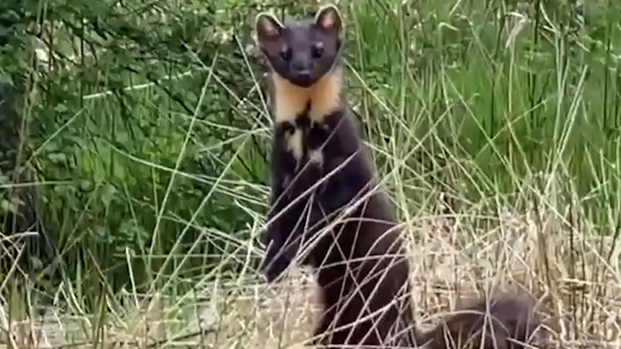 Man attracts a curious pine marten during mountain walk | Scotland ...