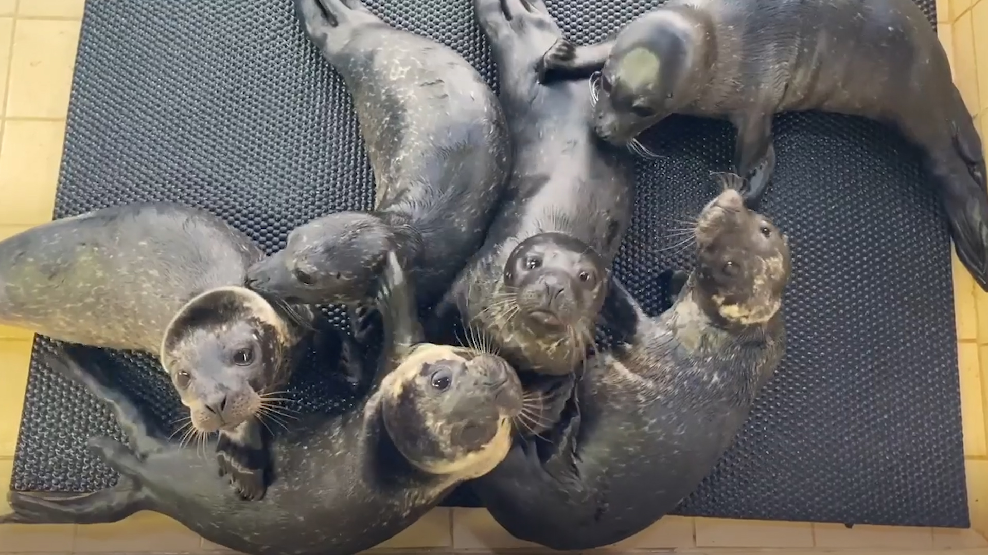 Six motherless seal pups on the road to recovery | Highlands & Islands ...