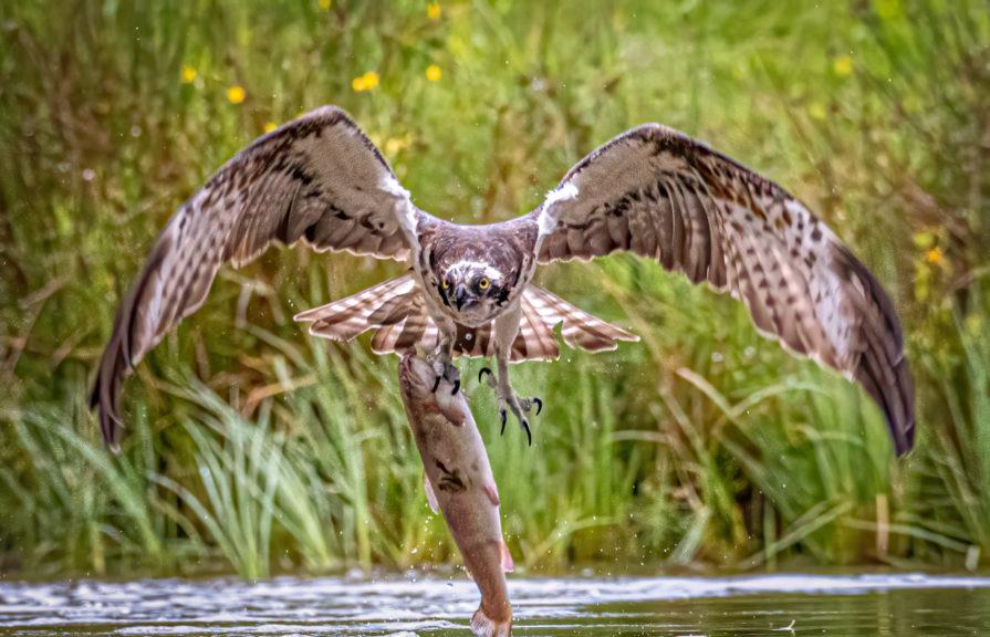 Ambitious bird of prey struggles to fly off with huge fish | STV News