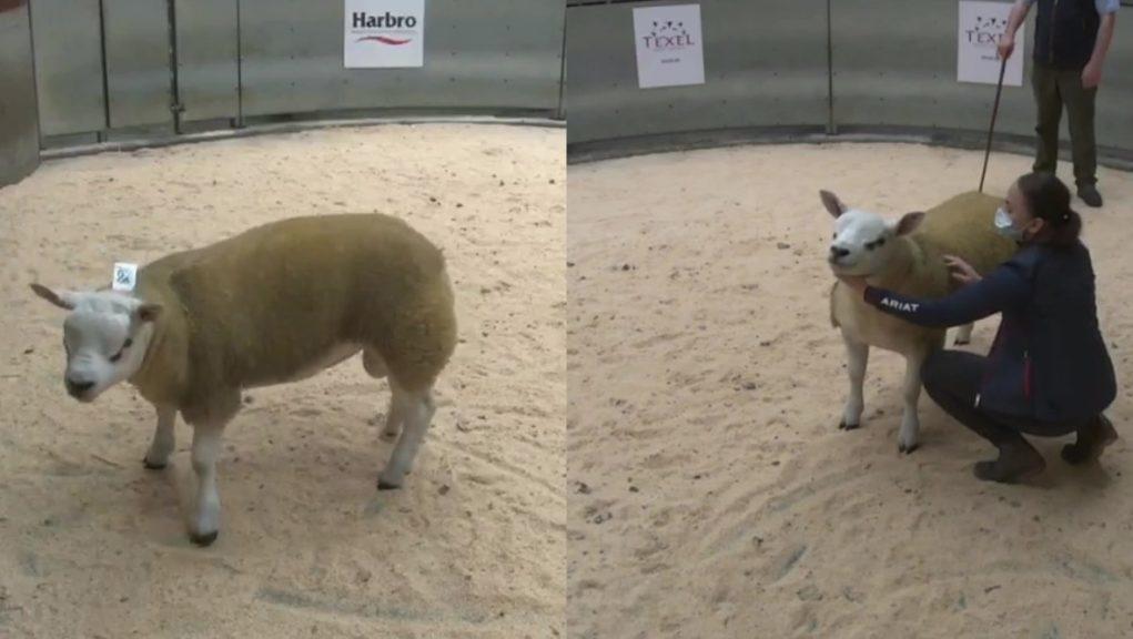 Meet Double Diamond, the world's most expensive ram | STV News