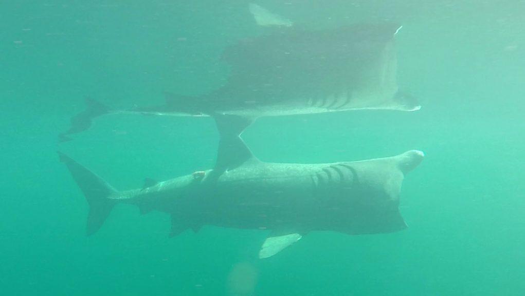 First ever tracking of basking sharks with underwater camera | STV News