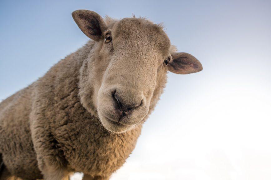 Scottish AI projects awarded £1.2m to develop farming technology | STV News