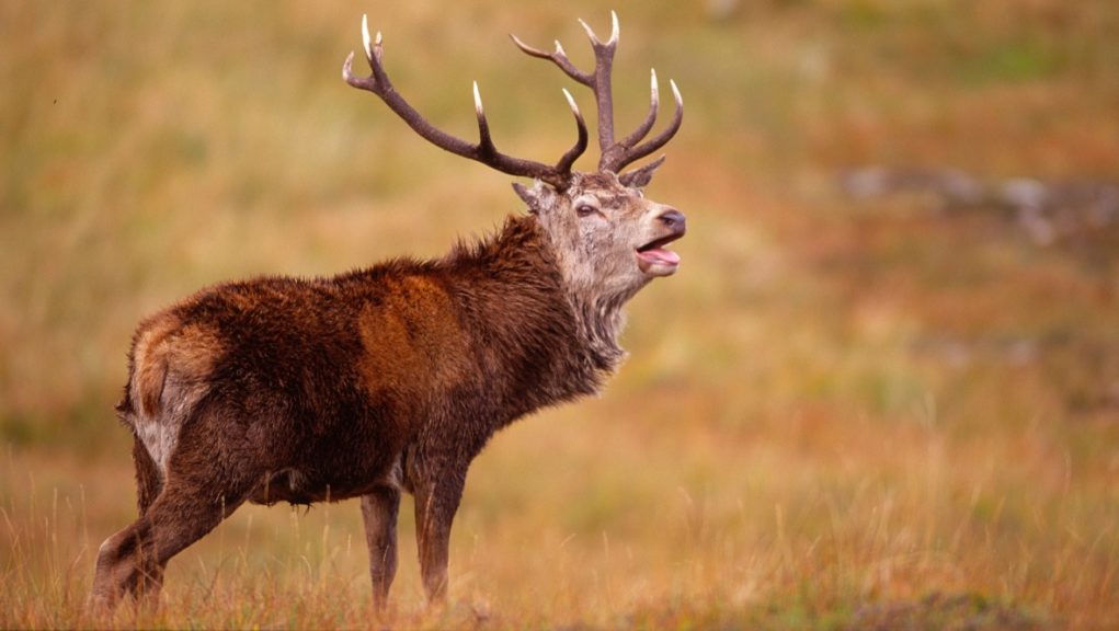 Super snaps of Scotland's stunning autumn wildlife | STV News
