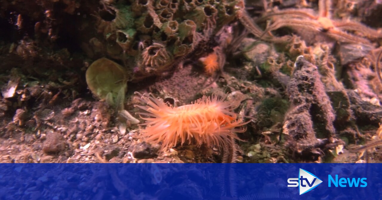 Divers discover rare flame shell reef off Arran coast | STV News