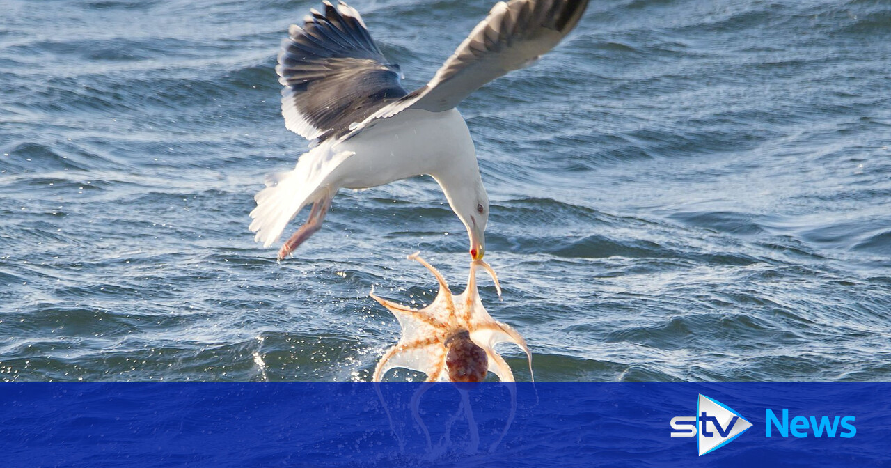 Catch of the day: Moment seagull snatches octopus out of sea | STV News