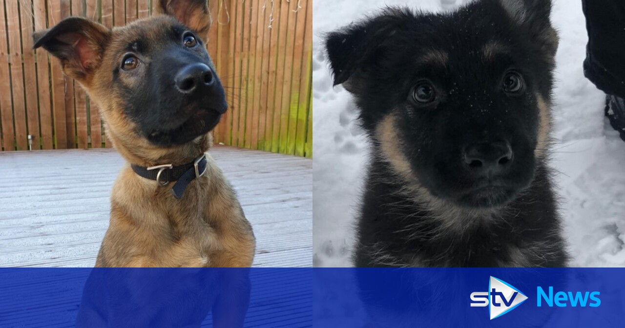 Paw patrol: Two new pups join Police Scotland's dog unit | STV News