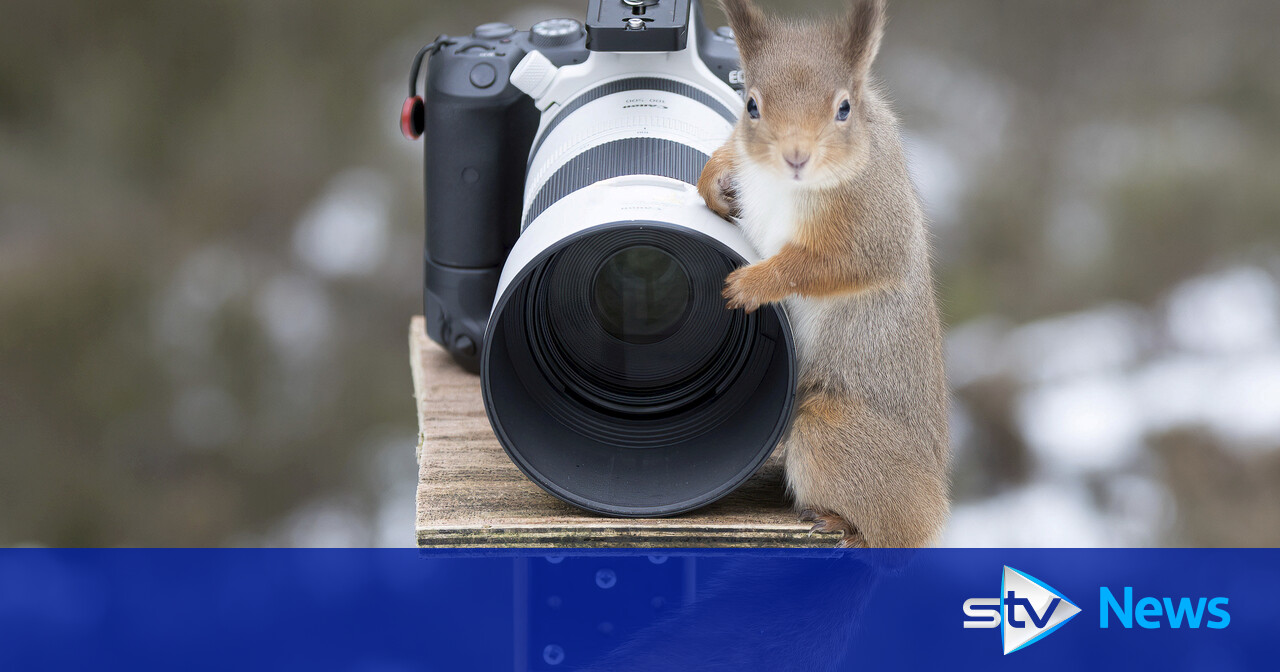 Curious red squirrel brushes up on camera skills | STV News