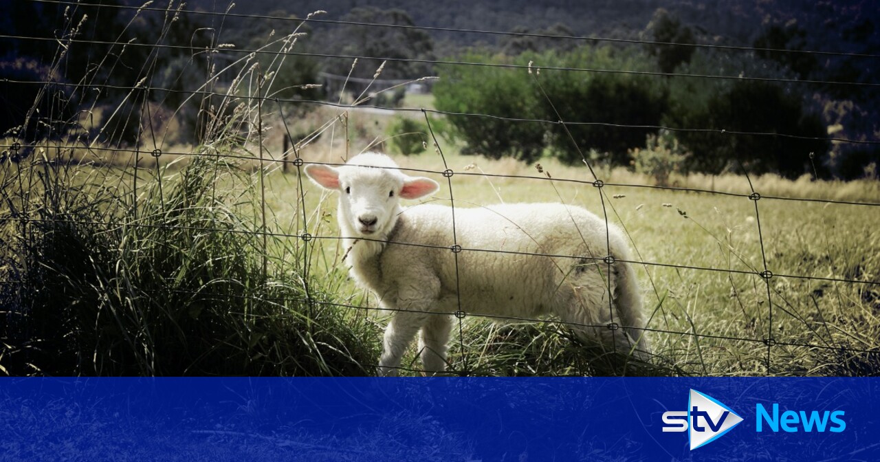 Lamb killed and other sheep injured in dog attack | STV News