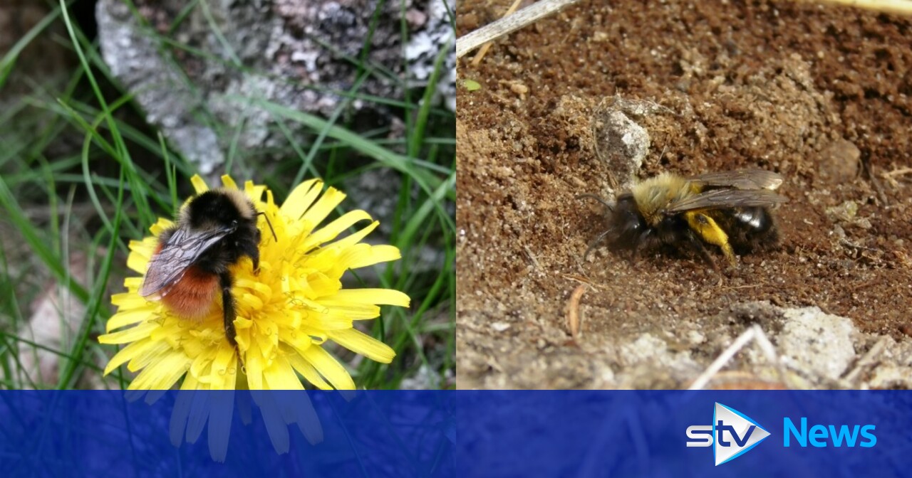 Rare bee species recorded on Scots mountain for first time | STV News