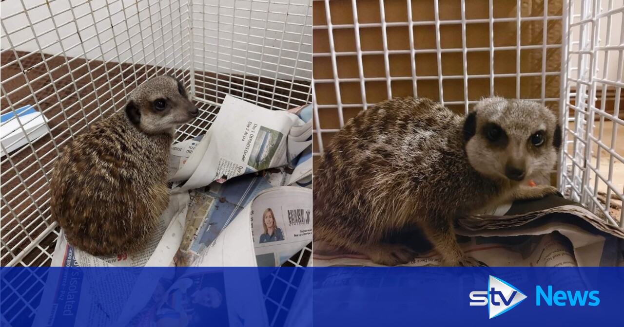 Rescue after two stray meerkats discovered on road | STV News