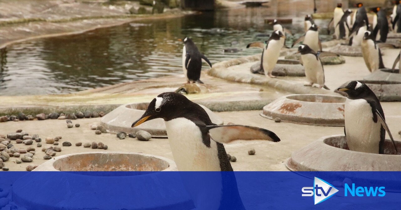 Penguin breeding season starts at Edinburgh Zoo | Edinburgh & East | STV News