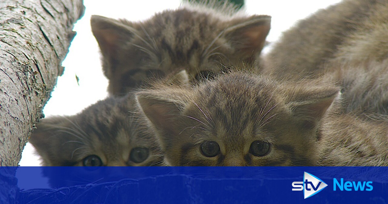 First wildcat arrives at 'breed and release' centre | STV News