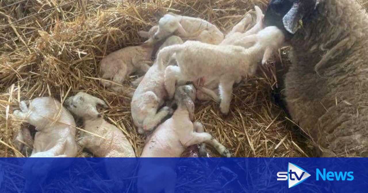 Farmer's sheep gives birth to eight lambs in UK record | STV News