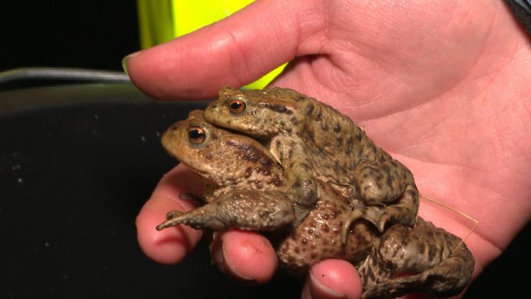 Annual ‘toadageddon’ sees volunteers rescue thousands of toads | STV News