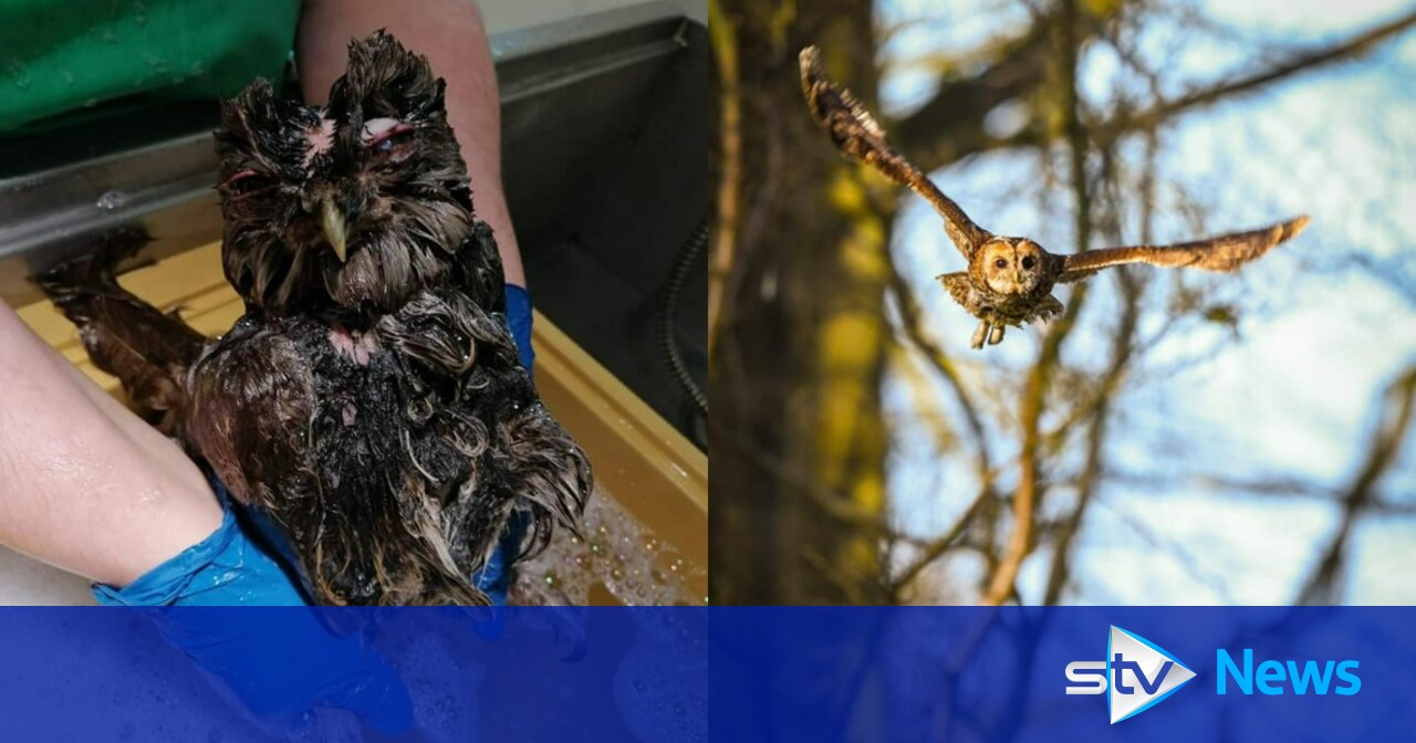 Owl found in a 'sorry state' released after 'spa bath' | STV News