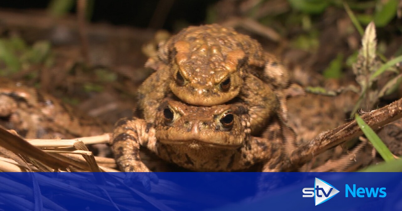 Annual ‘toadageddon’ sees volunteers rescue thousands of toads | STV News