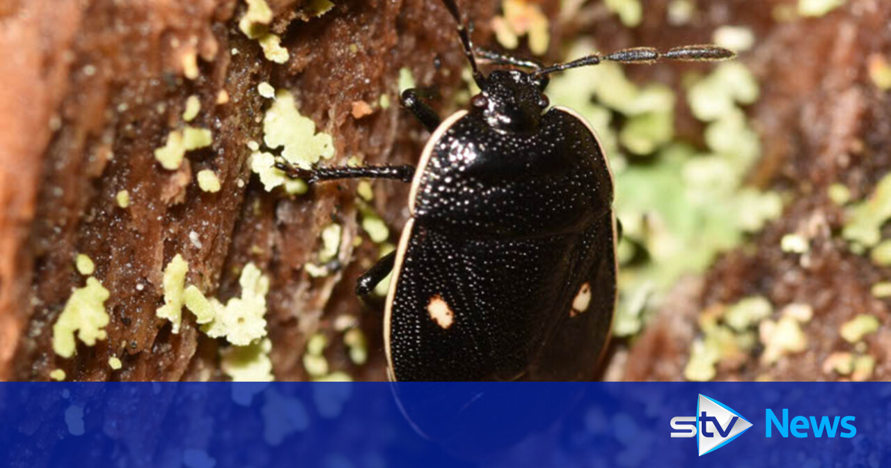 Rare bug spotted in Scotland for first time in over 30 years | STV News