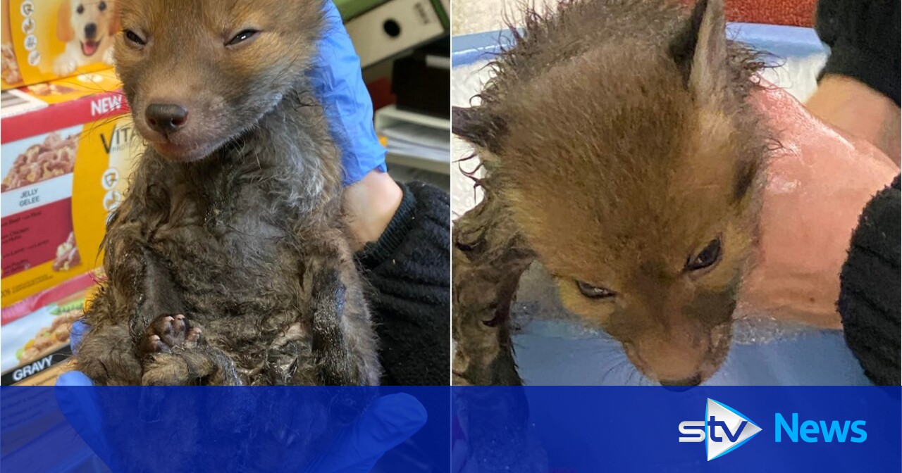 Fox 'lucky to be alive' after being stuck in glue trap overnight | STV News