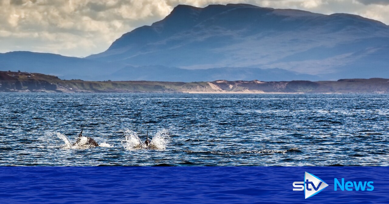 Calls to improve Marine Protected Areas to preserve sea life | STV News