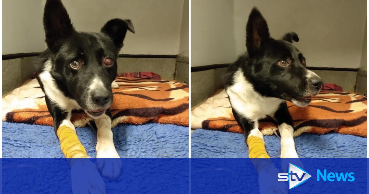 Border collie buried alive under rocks finds loving home | STV News
