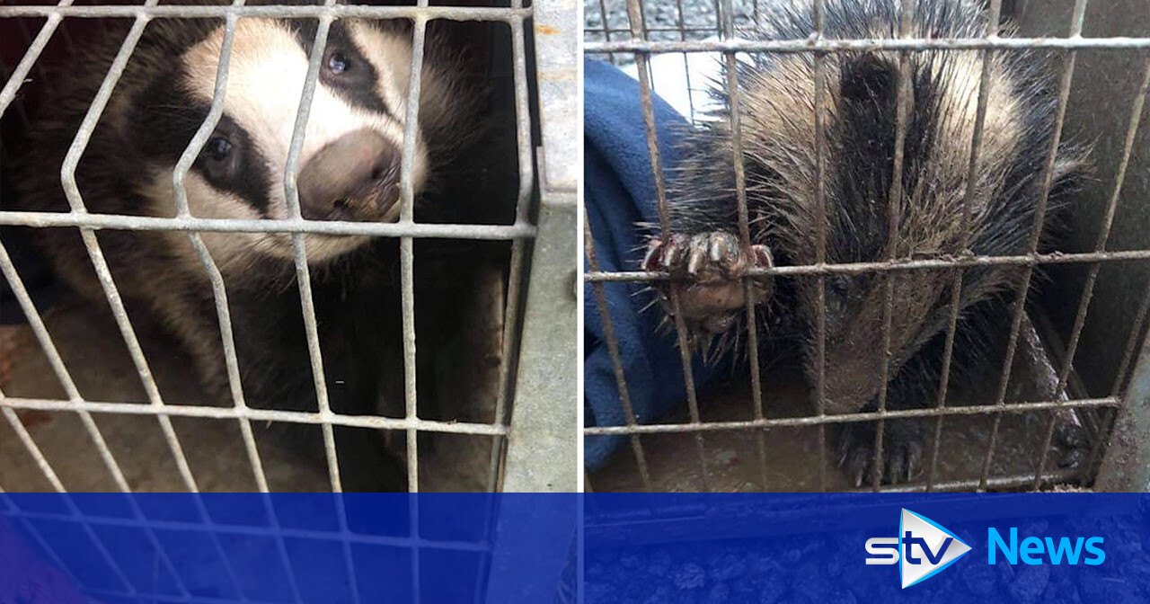 Badger cubs rescued ten days after mum killed by car | STV News