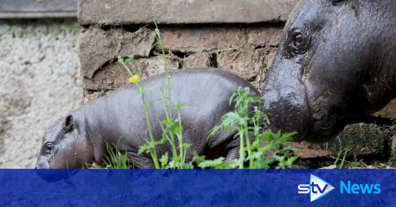 Edinburgh Zoo reveals name of endangered pygmy hippo calf | STV News