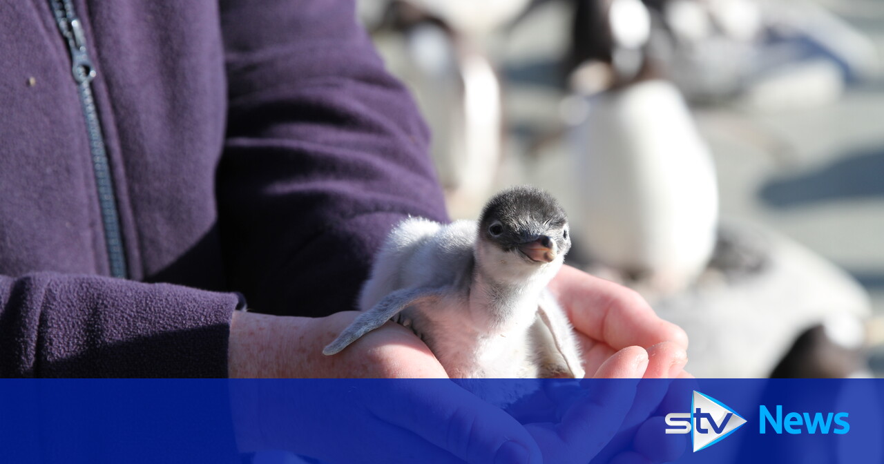 First look at gentoo penguin chicks at Edinburgh Zoo | STV News