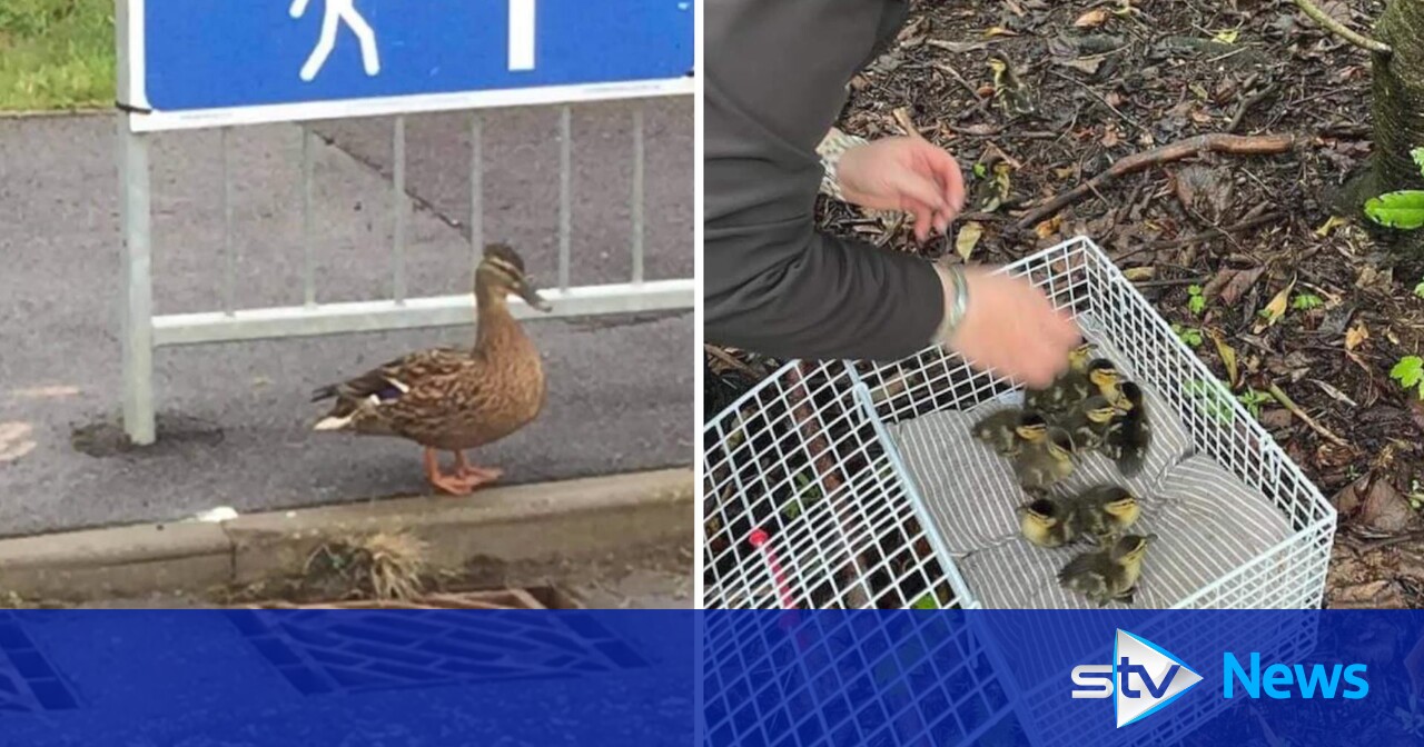 Lucky ducklings reunited with mum after falling into drain | STV News