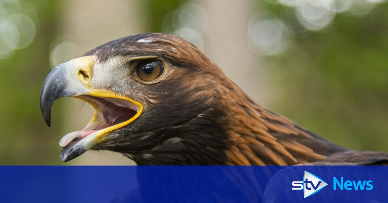 Golden eagle found dead on estate 'deliberately poisoned' | STV News