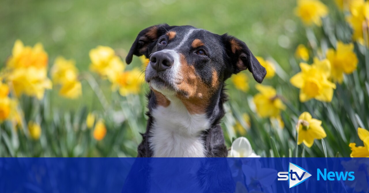Dog-free zones could be introduced to 'protect countryside' | STV News
