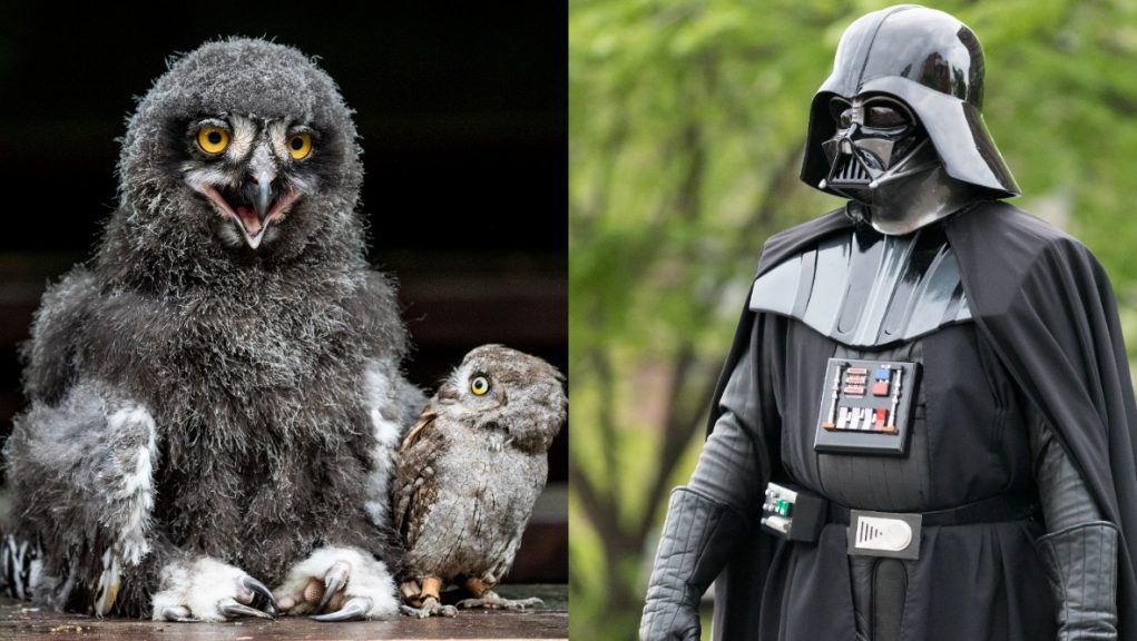 Rare baby owl ready to leave nest and take on galaxy | STV News