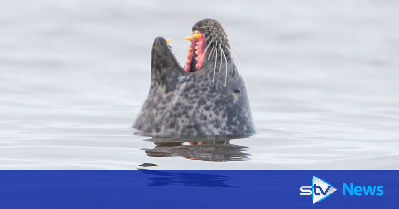 Sleepy seal captured coming up for air to yawn | STV News