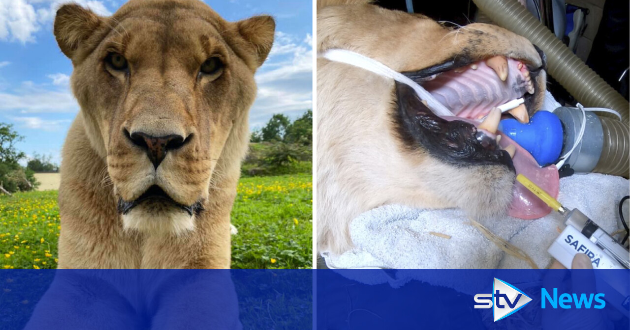 Lion abused in circus receives dental treatment in world first | STV News