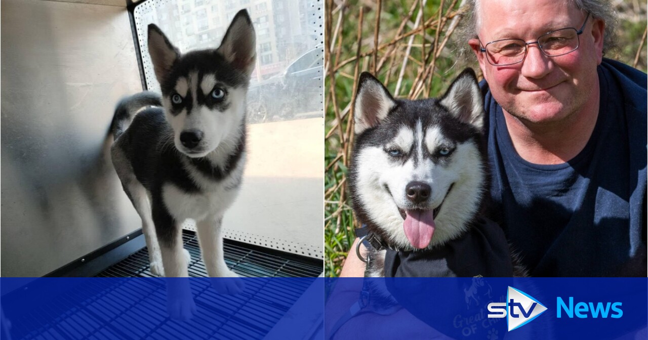 Couple rescue Siberian husky from Chinese meat trade | STV News