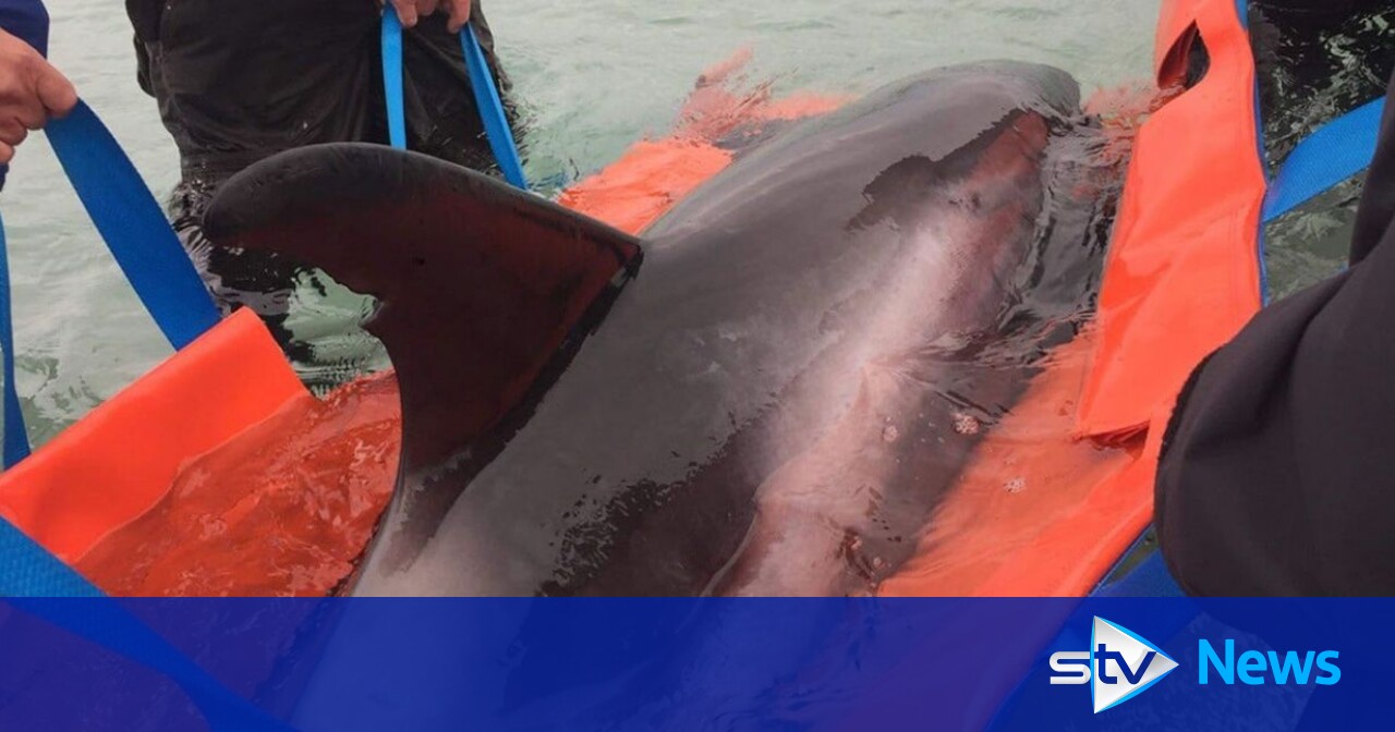 Rescue of injured dolphin ends in tragedy after hours of effort | STV News