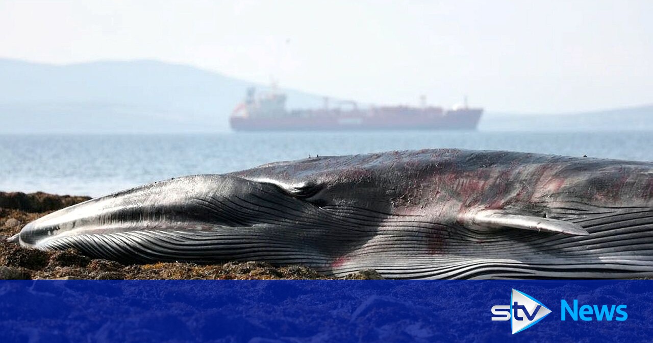 Eighteen-metre fin whale dies after washing up on beach | STV News