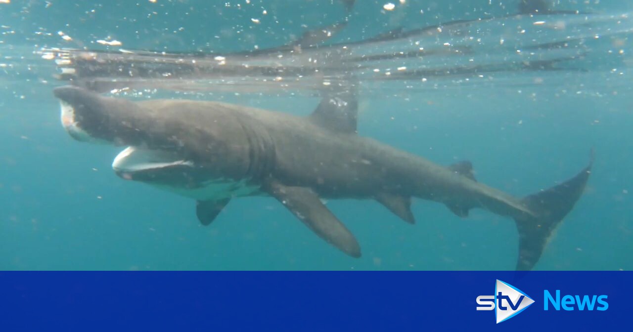 Basking shark swims alongside wildlife ranger near beach | STV News