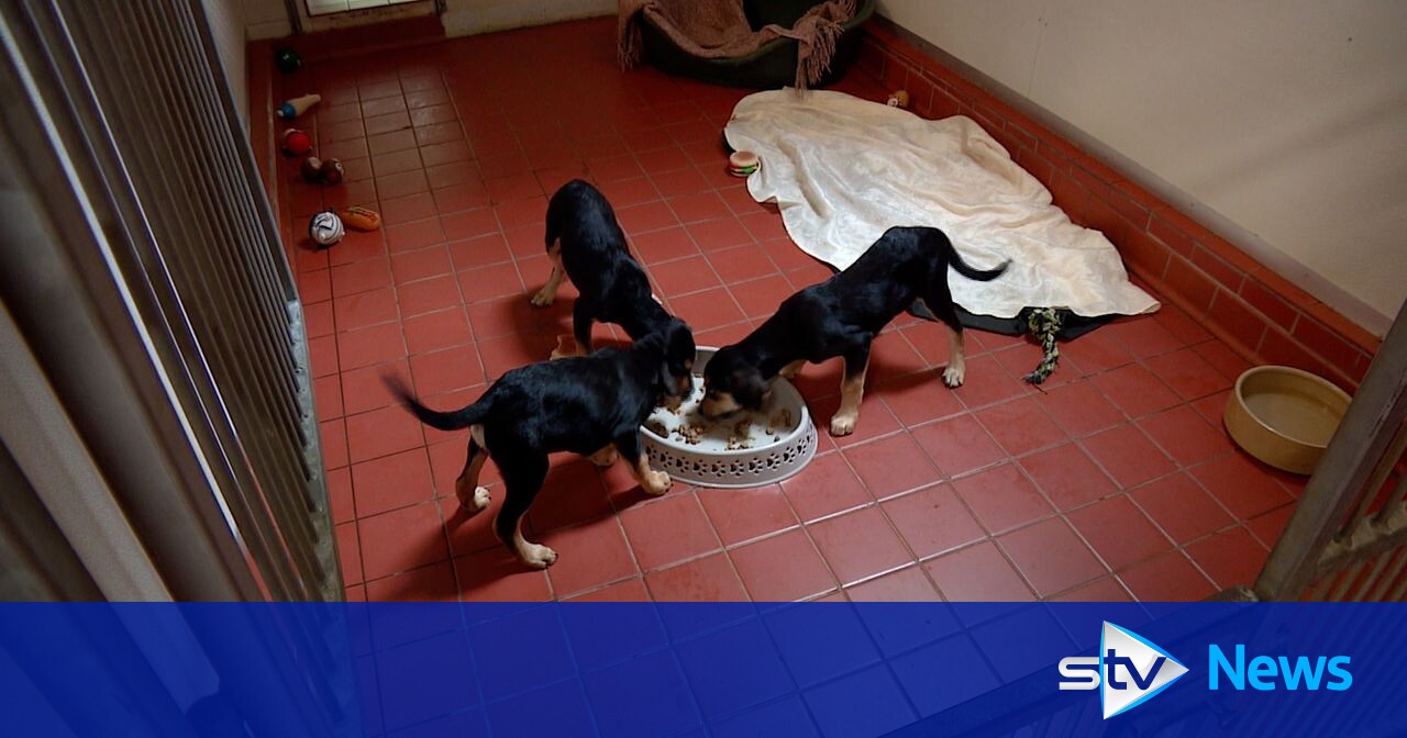 MSP relaunches dog welfare bill aimed at tackling puppy farms | STV News