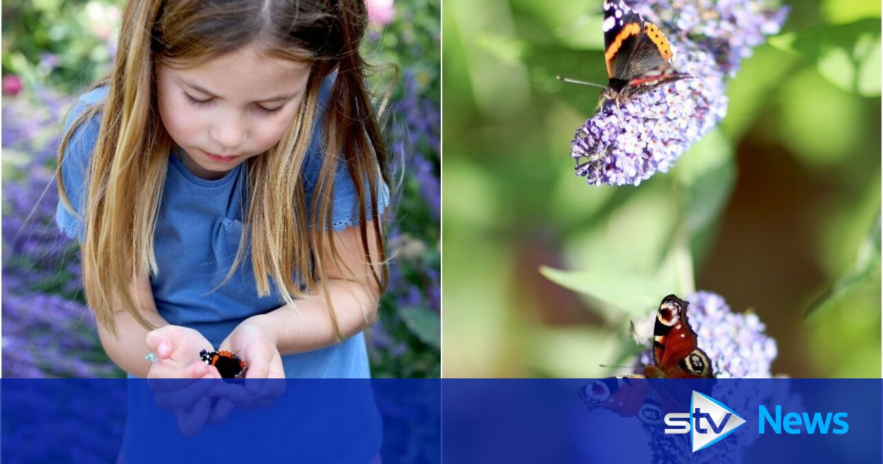 Princess Charlotte cradles insects at Big Butterfly Count | STV News
