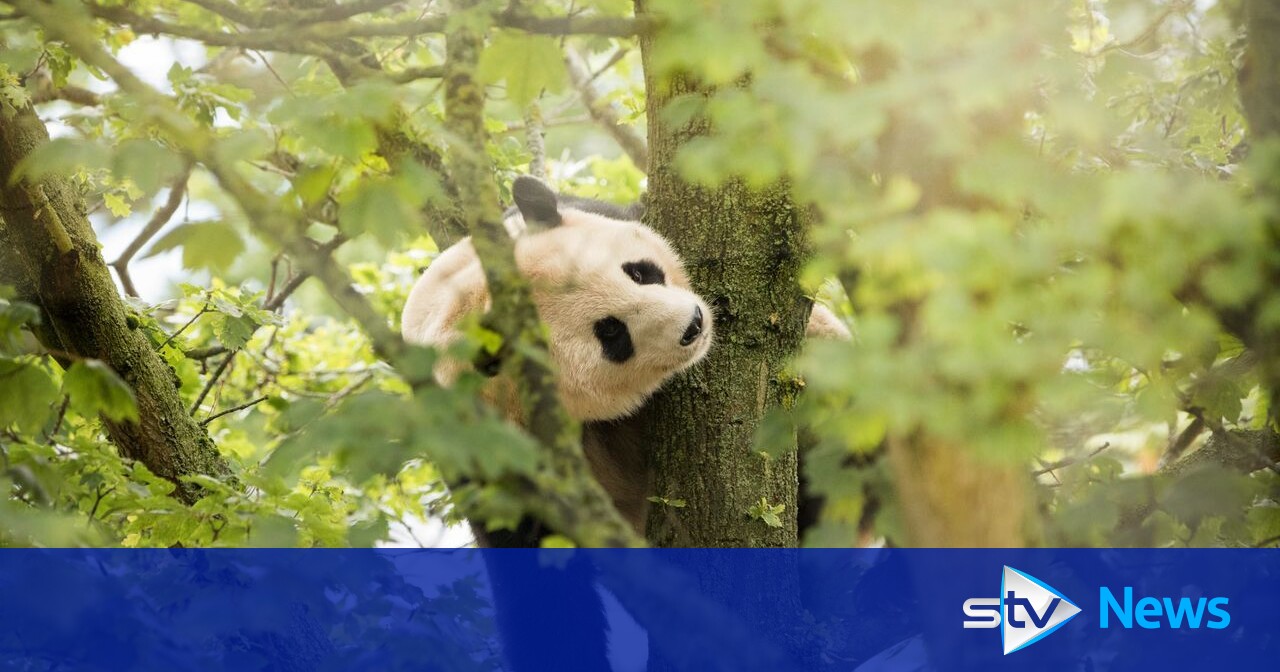 Edinburgh Zoo's giant panda celebrates 18th birthday | STV News